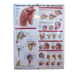 Anatomy & Injuries of the Shoulder Anatomical Chart | OrthoCanada